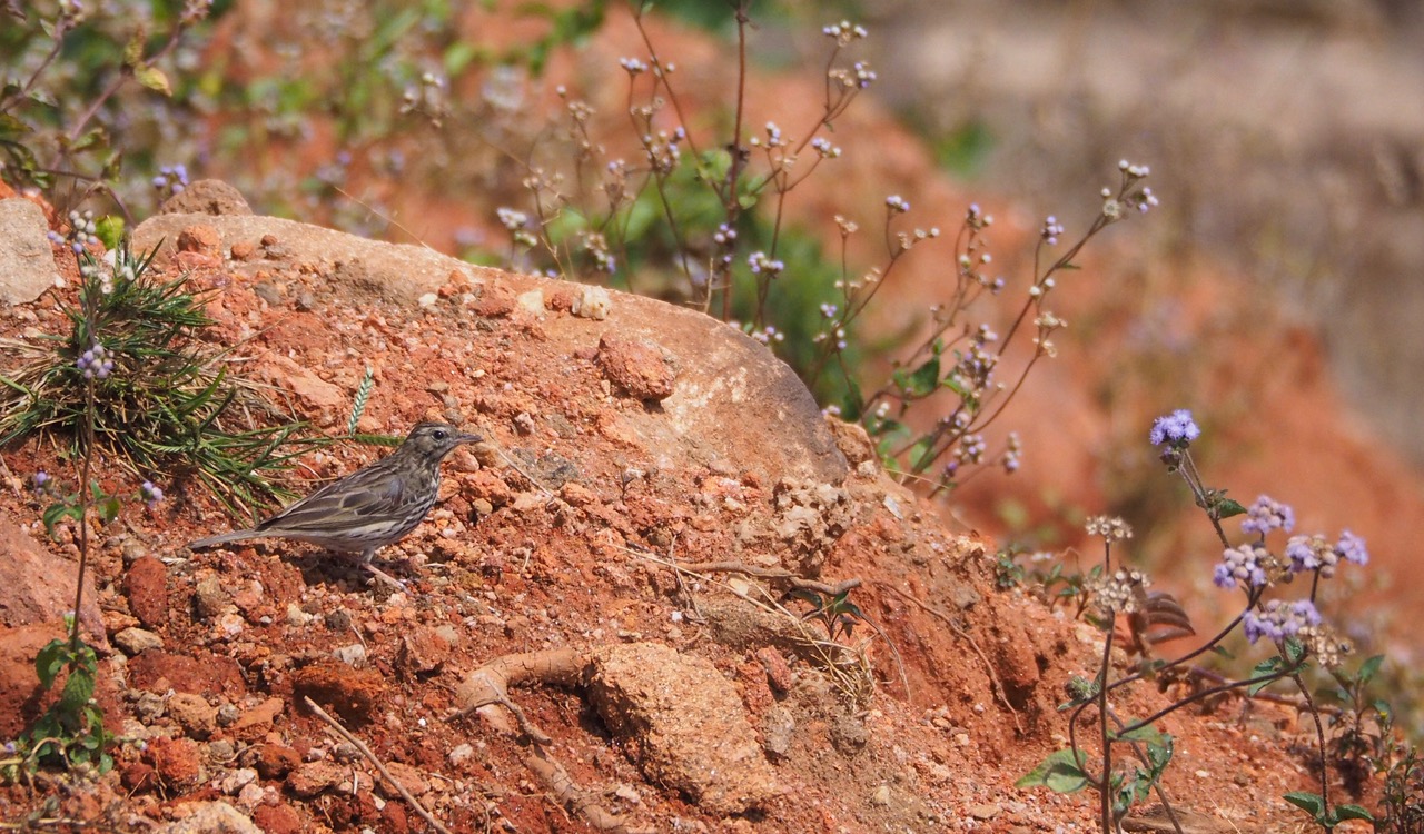 Top 10-plus Pipits - 10,000 Birds