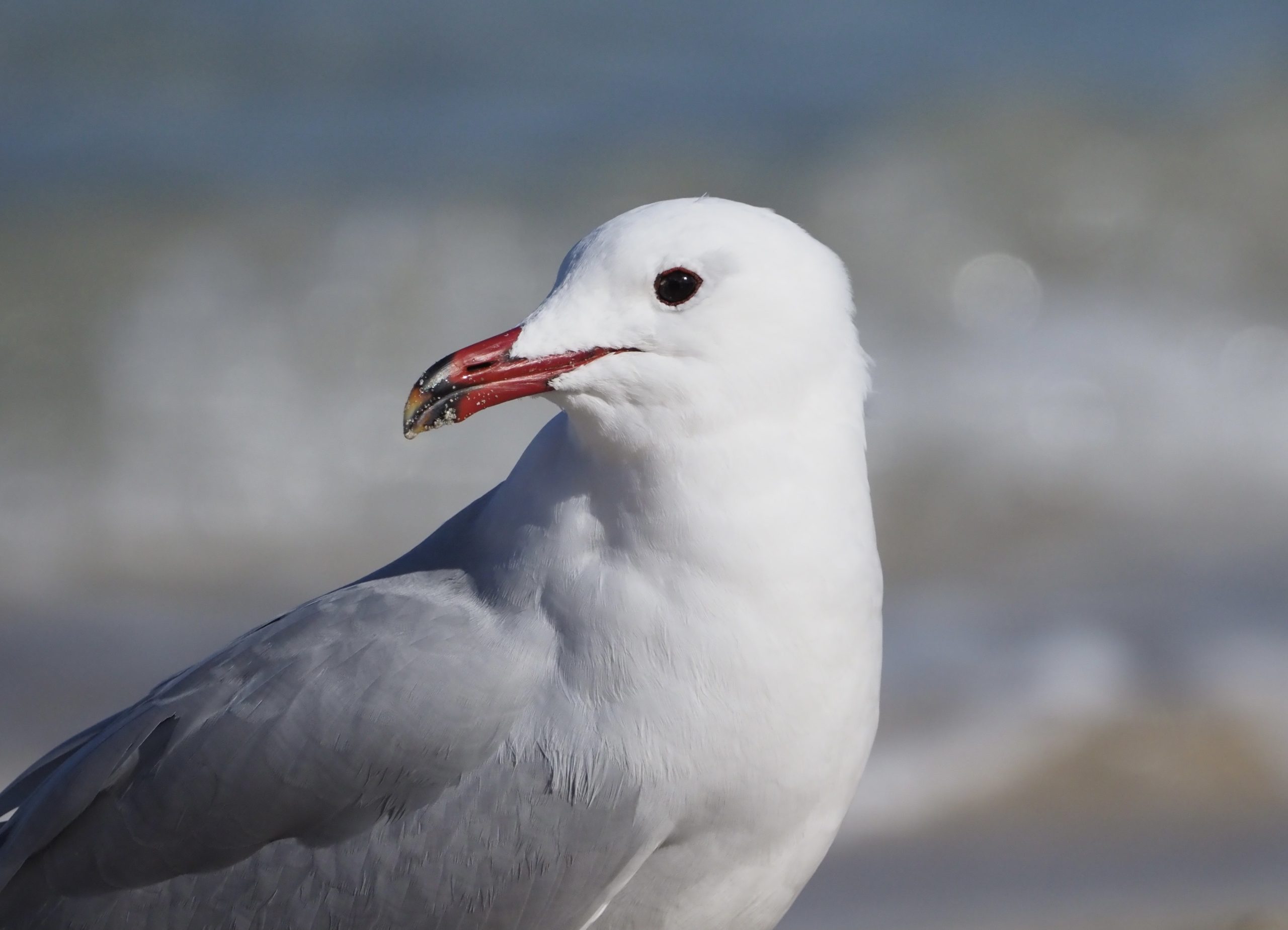 Balearic Bird Break II - 10,000 Birds
