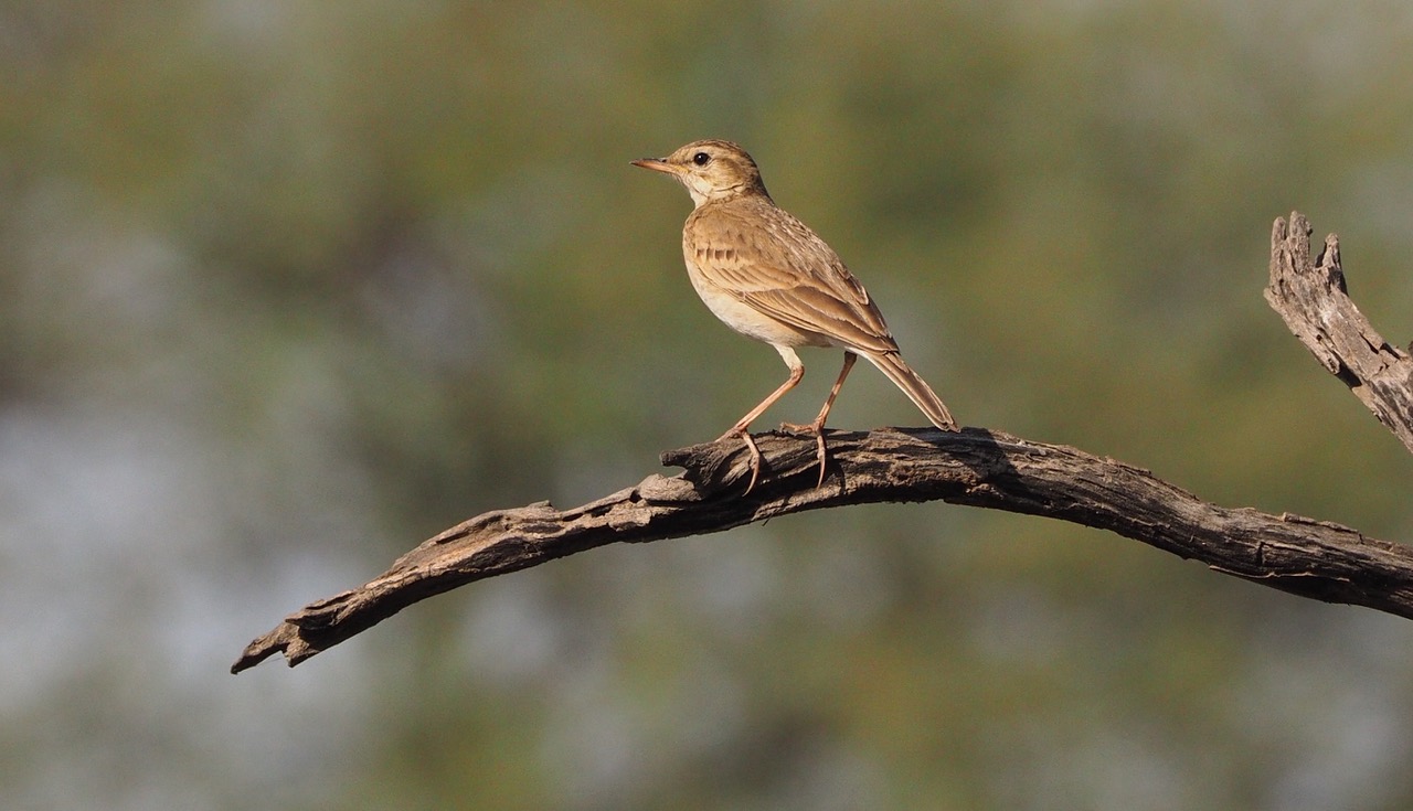 Top 10-plus Pipits - 10,000 Birds