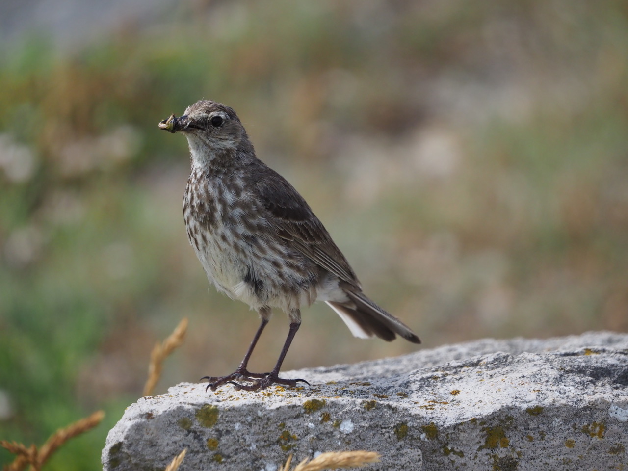 Top 10-plus Pipits - 10,000 Birds