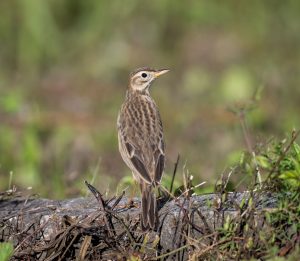 Top 10-plus Pipits - 10,000 Birds