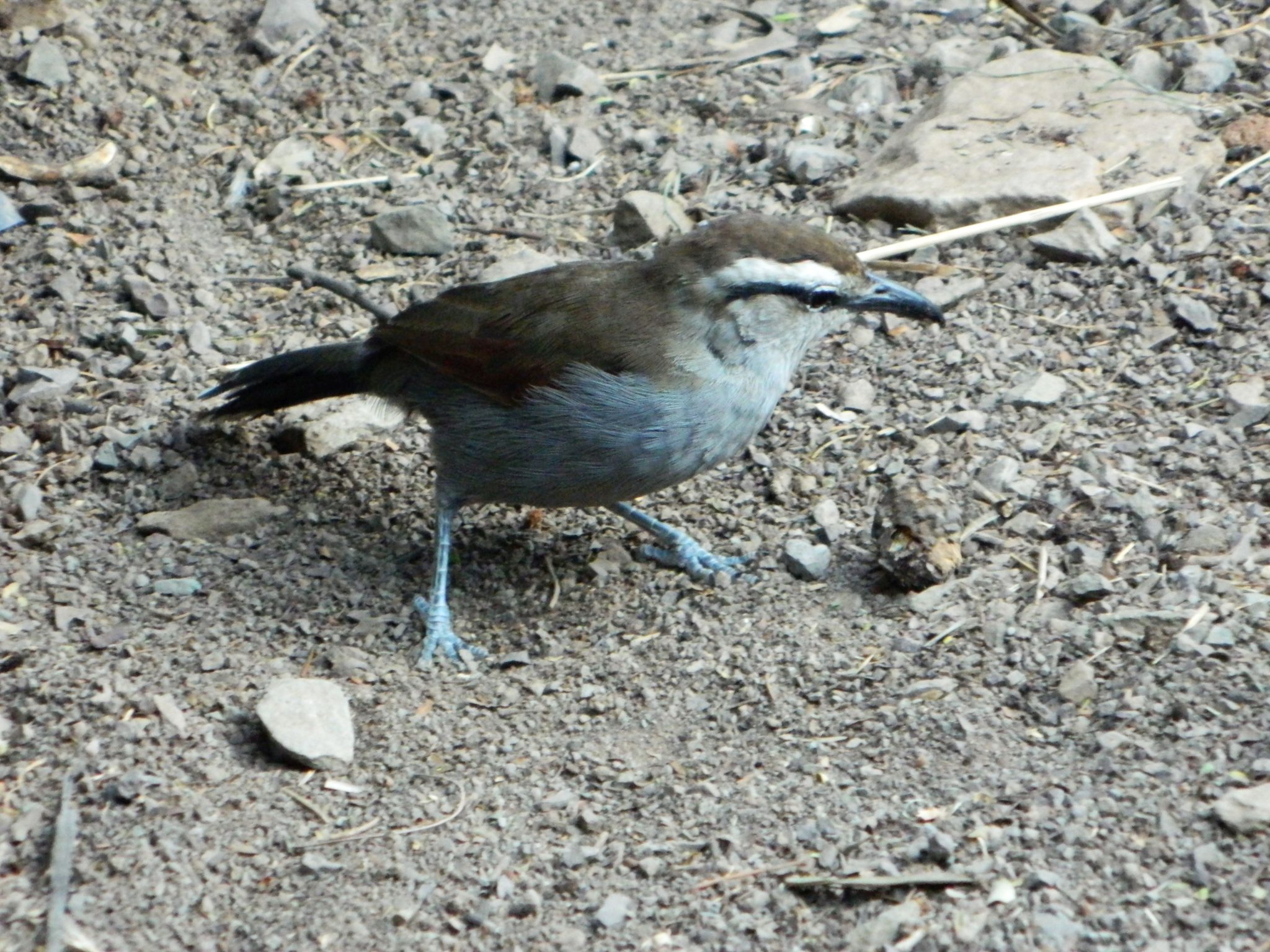 Birding in Karoo National Park - 10,000 Birds