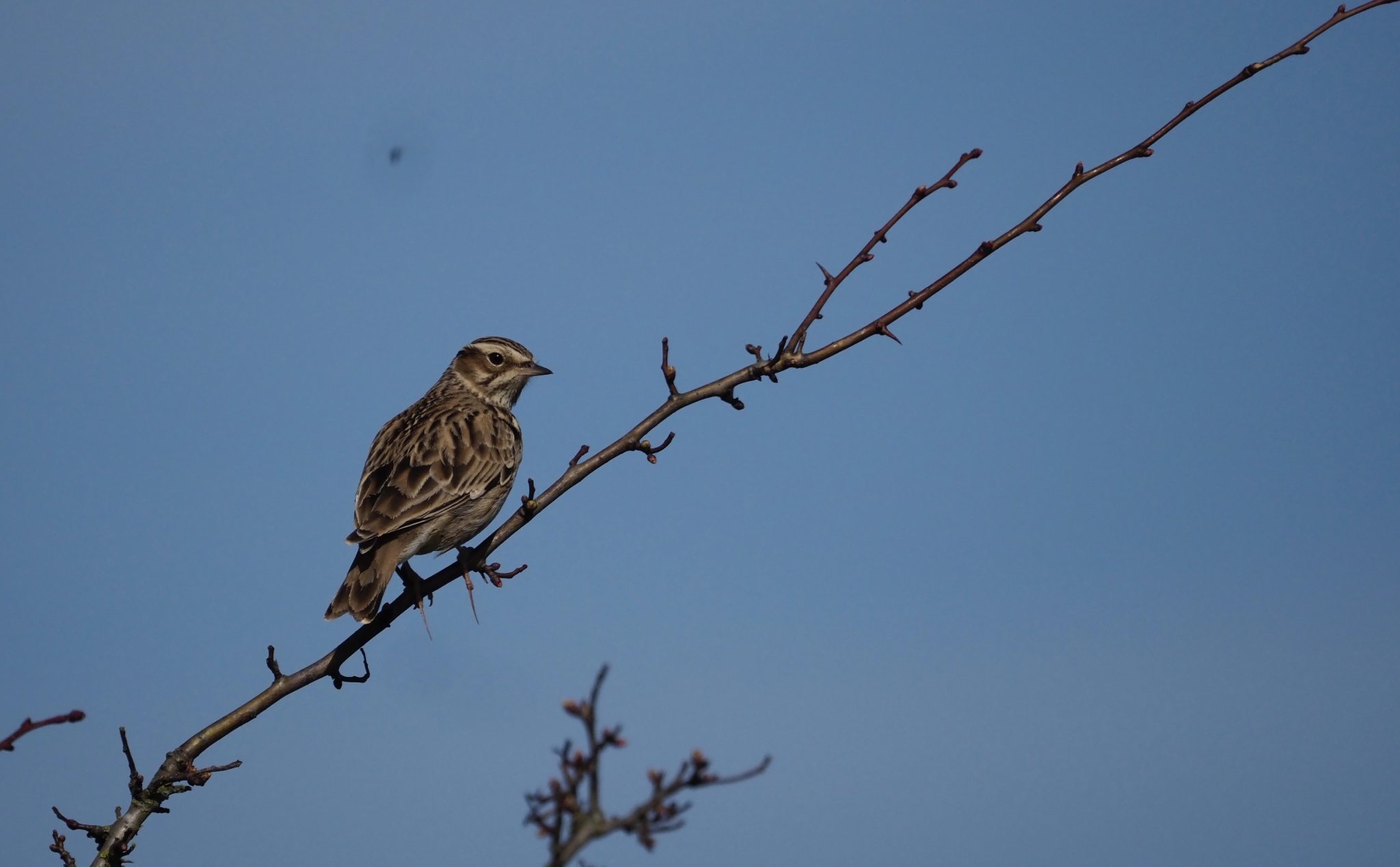 Larking about - 10,000 Birds