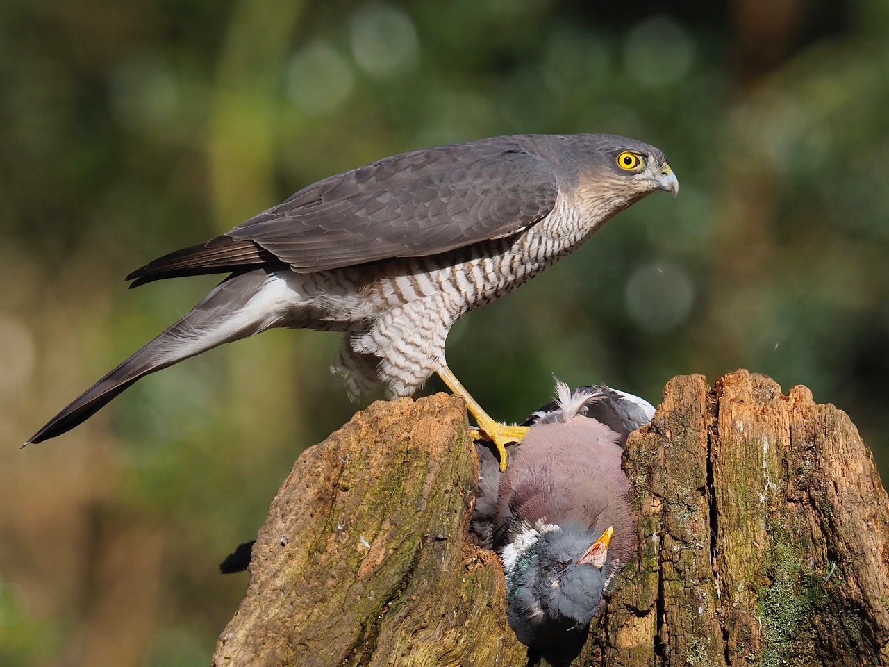 Sparrowhawk: The killer in the garden - 10,000 Birds