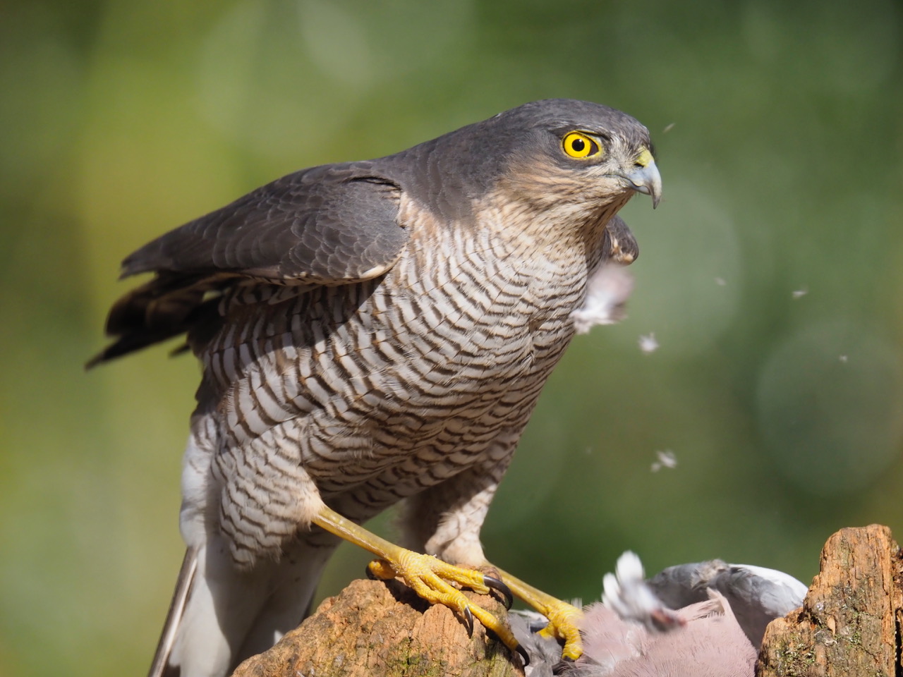 Sparrowhawk: The killer in the garden - 10,000 Birds