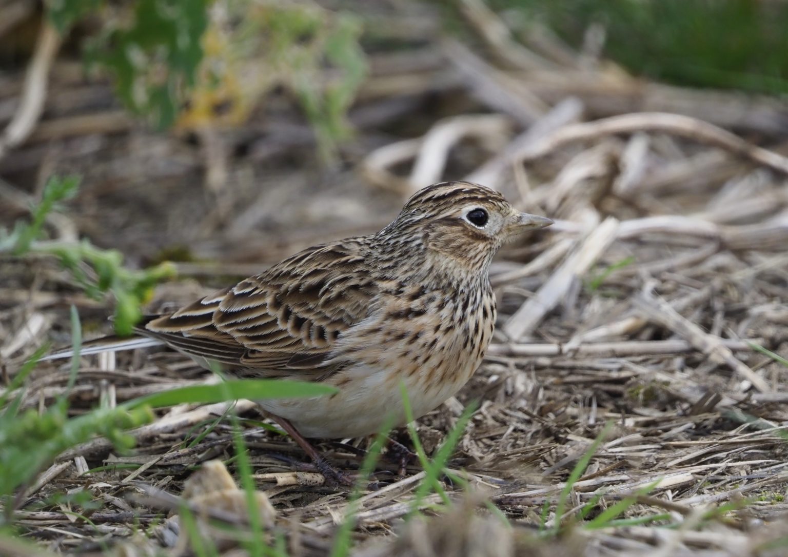Larking about - 10,000 Birds