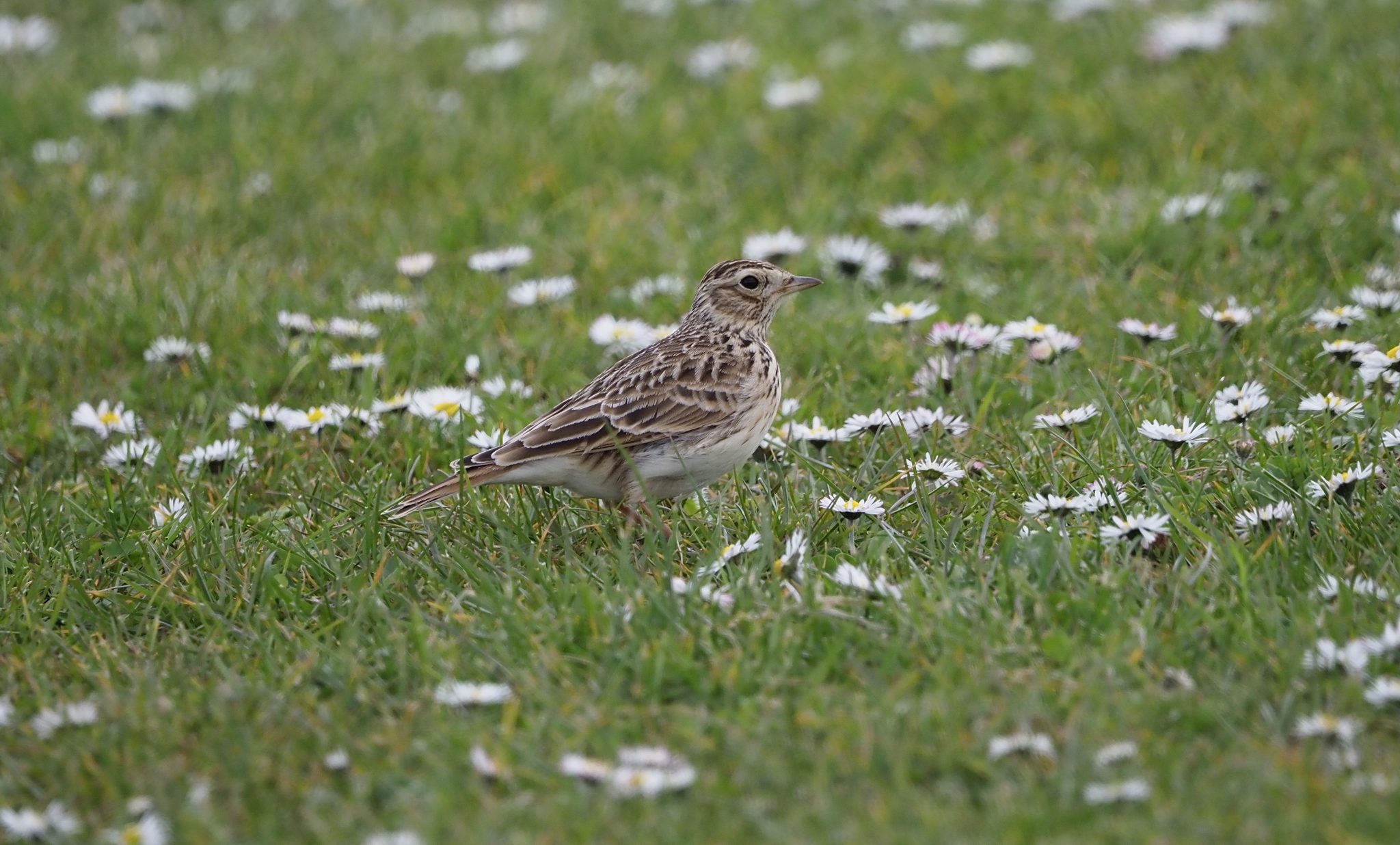 Larking About - 10,000 Birds