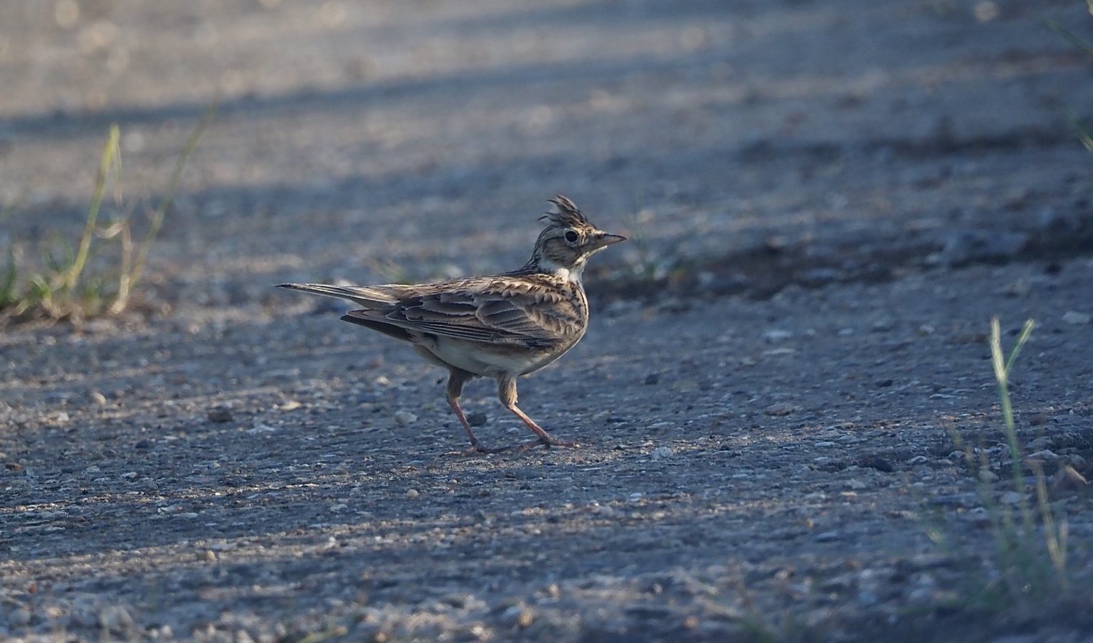 Larking about - 10,000 Birds