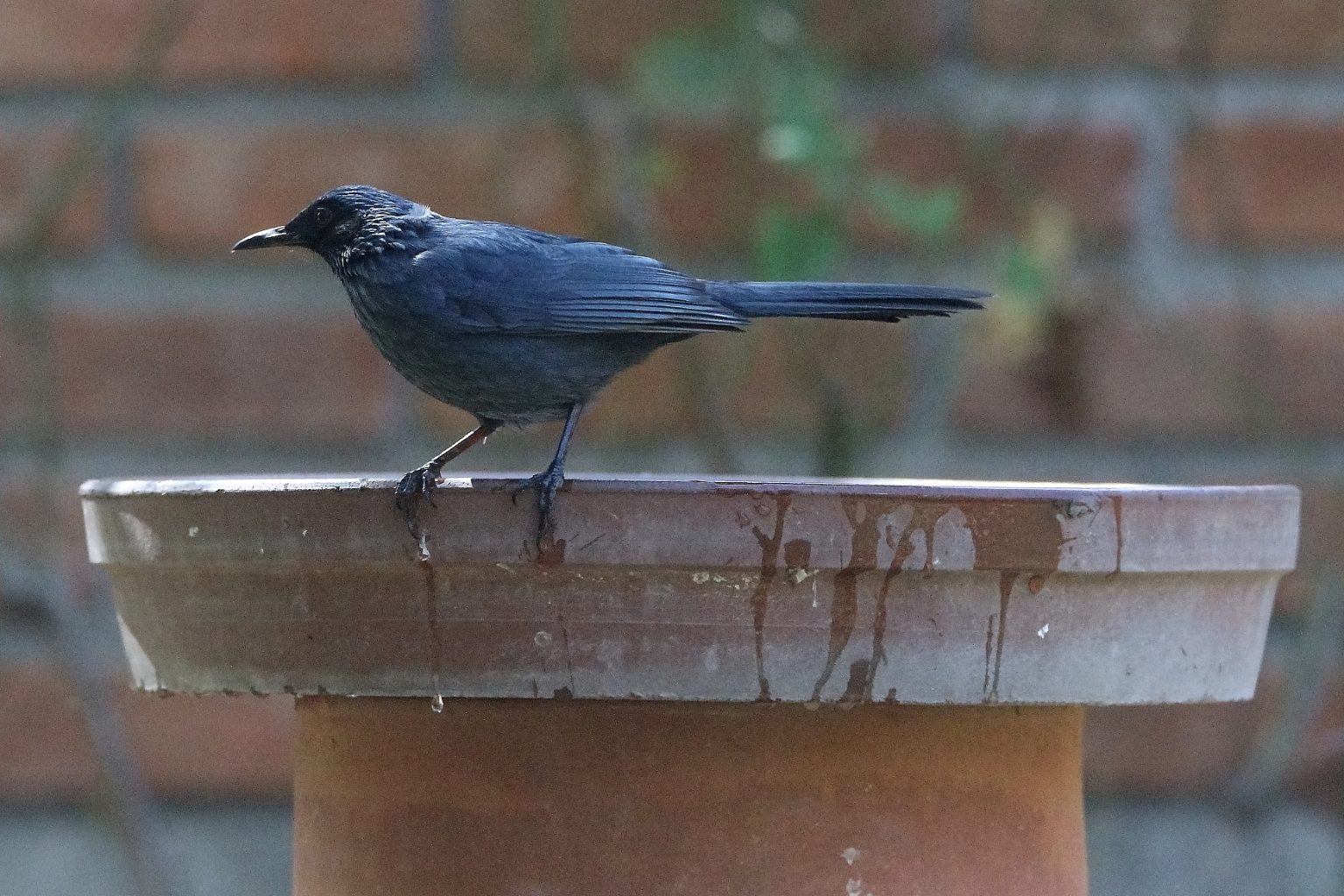 My Messy Birdy Garden - 10,000 Birds