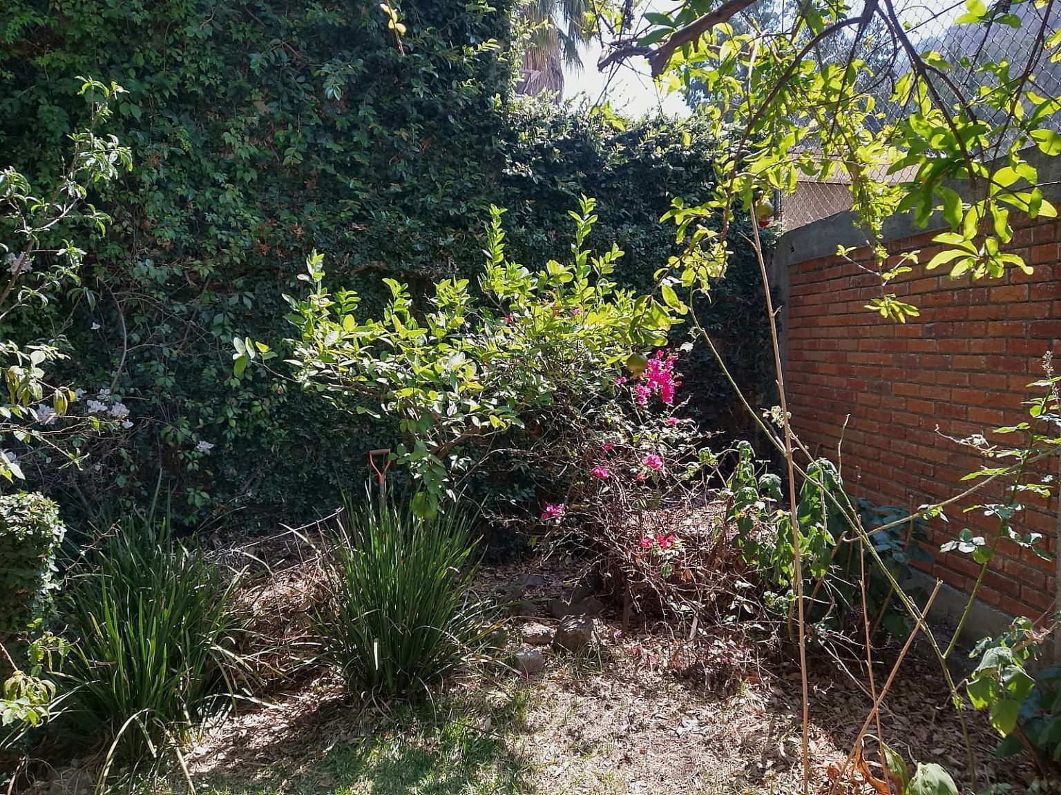 My Messy Birdy Garden - 10,000 Birds