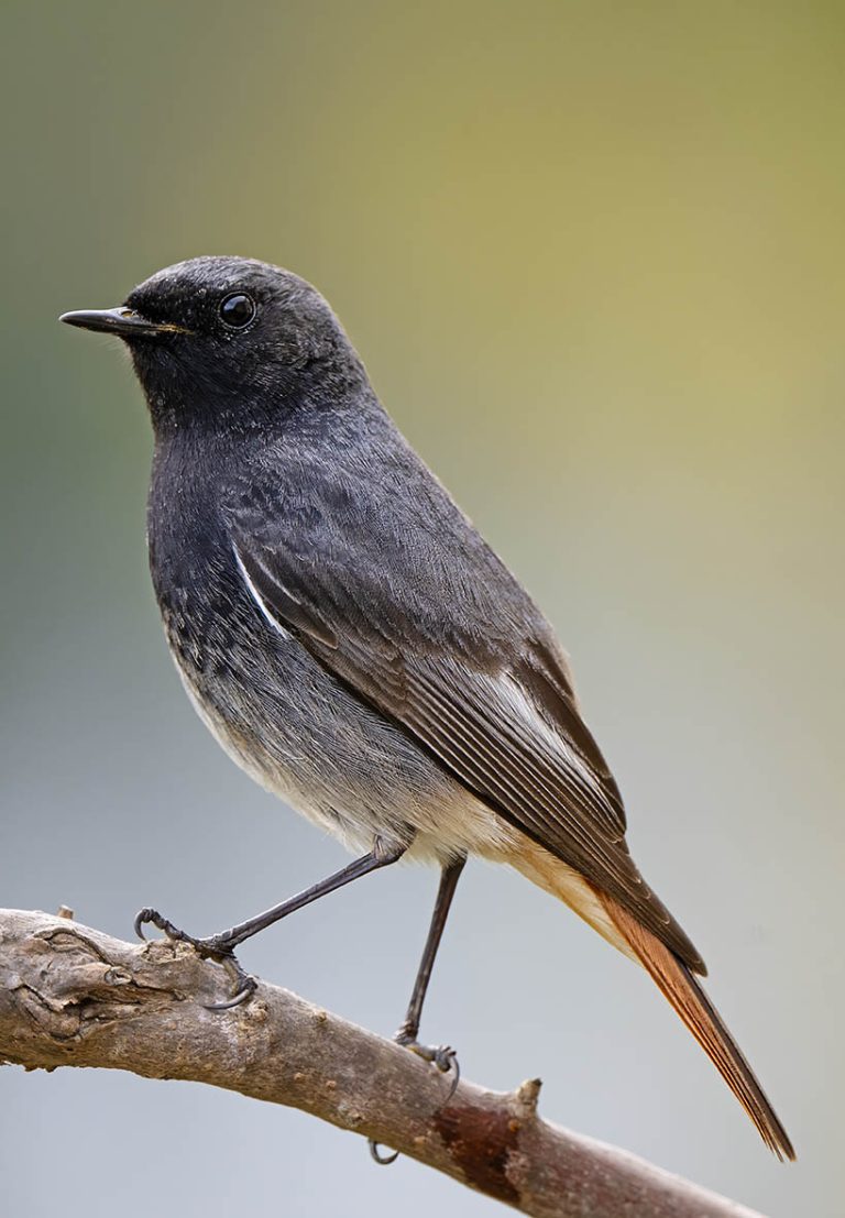 Early March in the Strait of Gibraltar - 10,000 Birds
