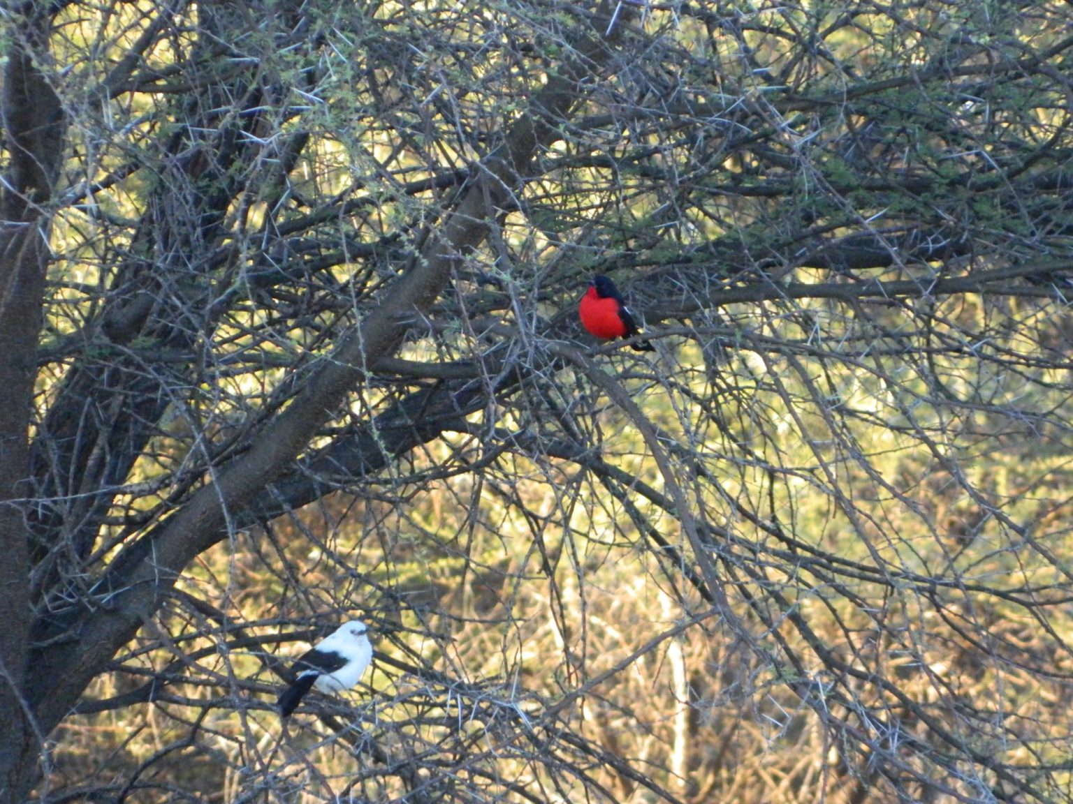 Birding in Marakele National Park - 10,000 Birds