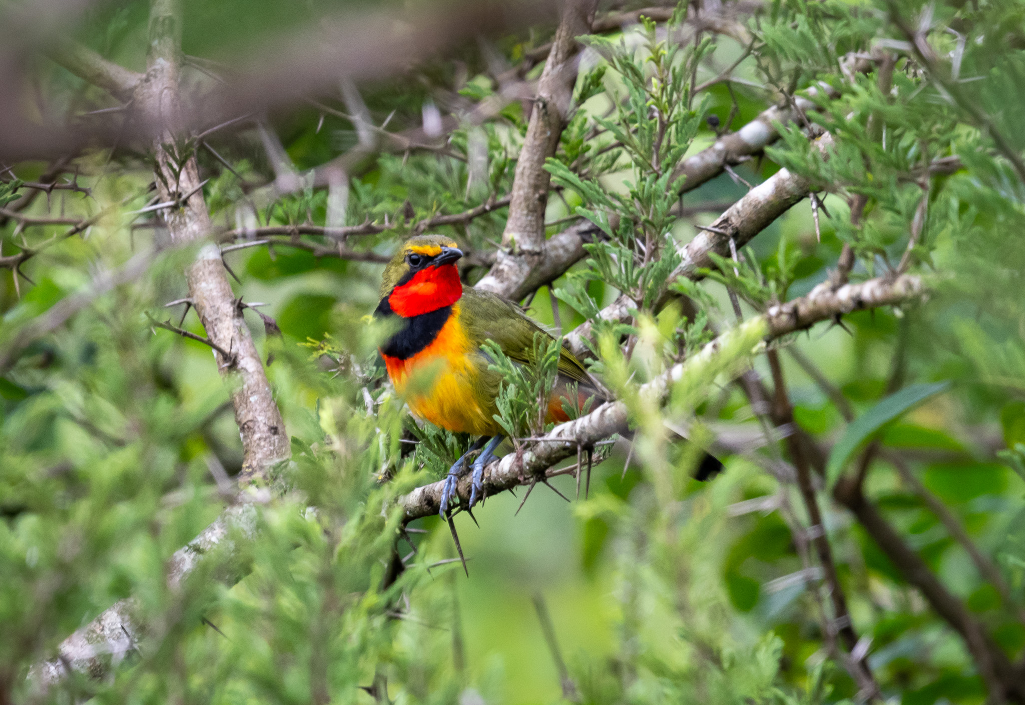 Targets Achieved at Tala Private Game Reserve - 10,000 Birds