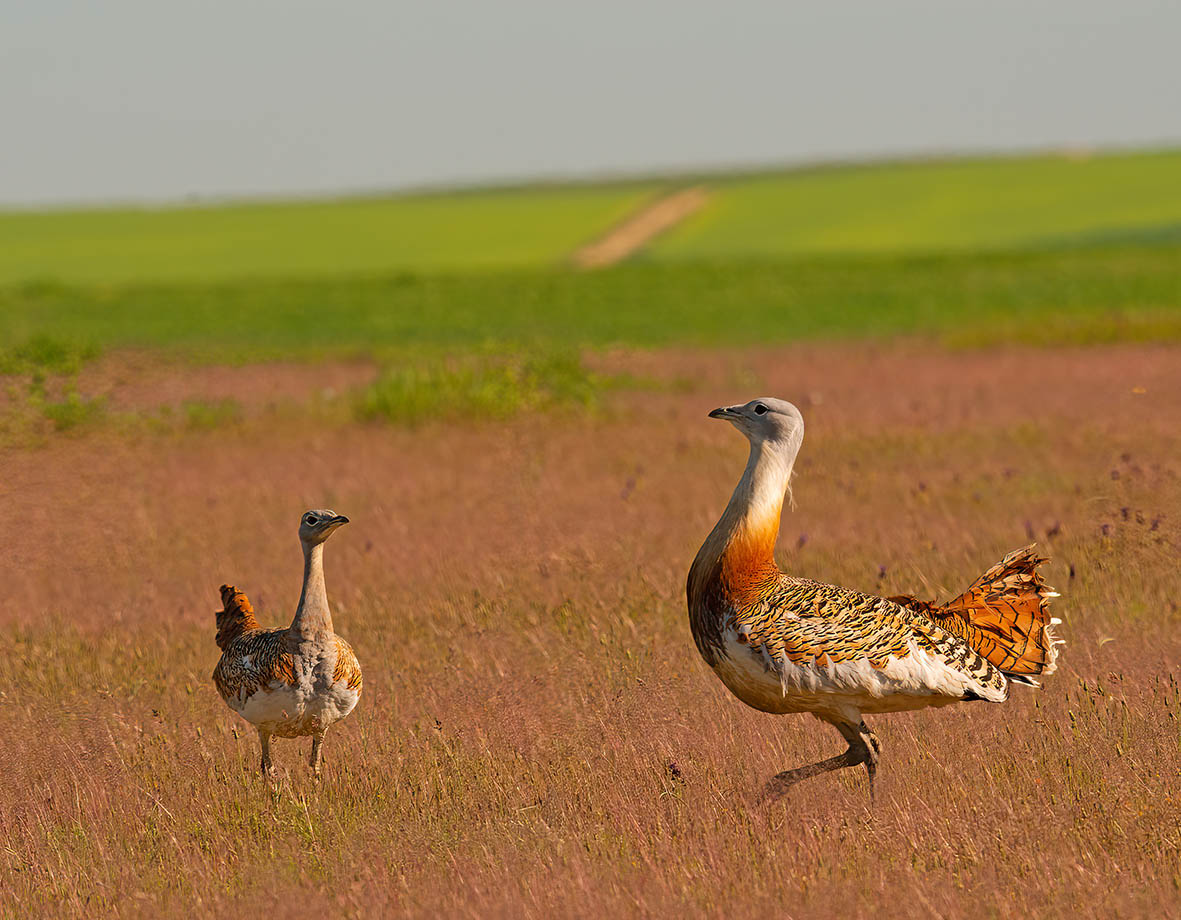 The time of the Great Bustard - 10,000 Birds