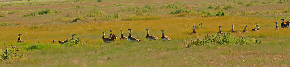 The time of the Great Bustard - 10,000 Birds