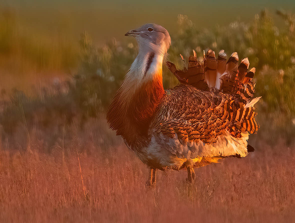 The Time Of The Great Bustard - 10,000 Birds