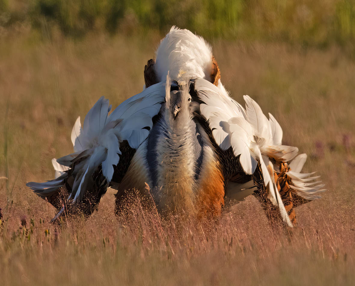 The time of the Great Bustard - 10,000 Birds