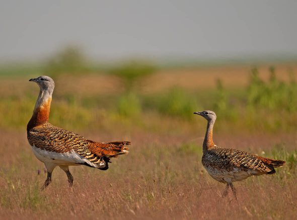 The time of the Great Bustard - 10,000 Birds