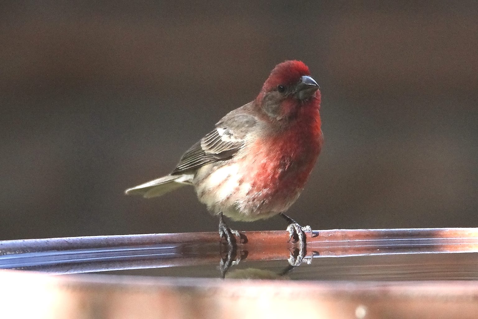 My Messy Birdy Garden - 10,000 Birds