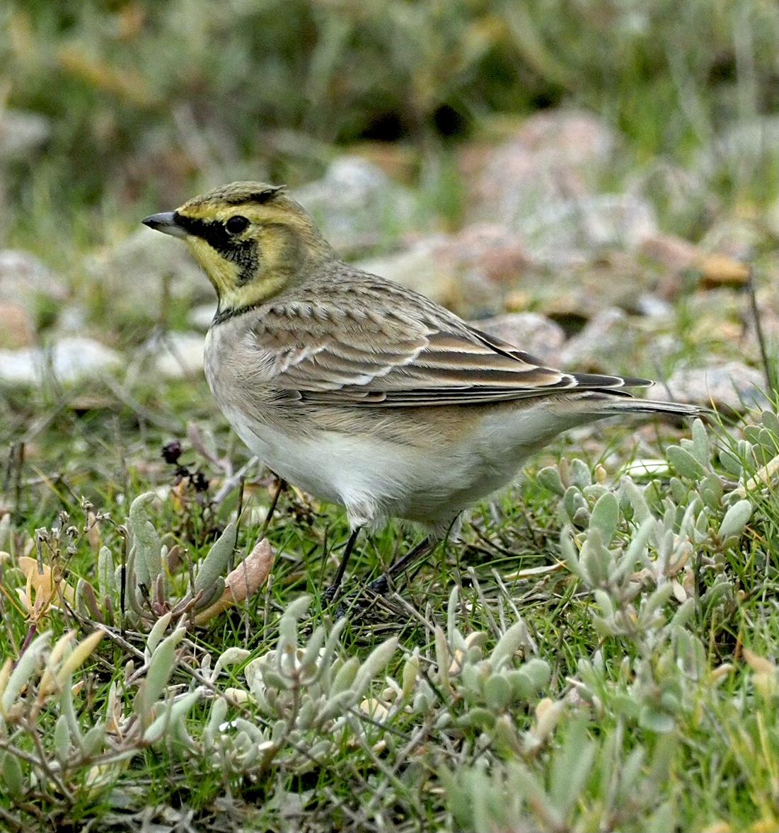 Larking about - 10,000 Birds