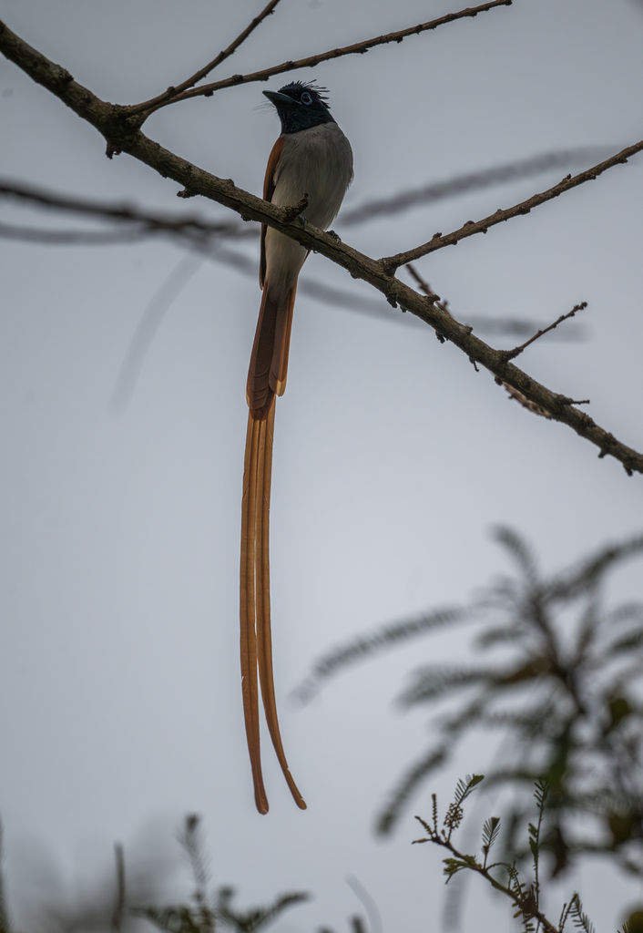 Two Hours of Birding near Colombo, Sri Lanka - 10,000 Birds