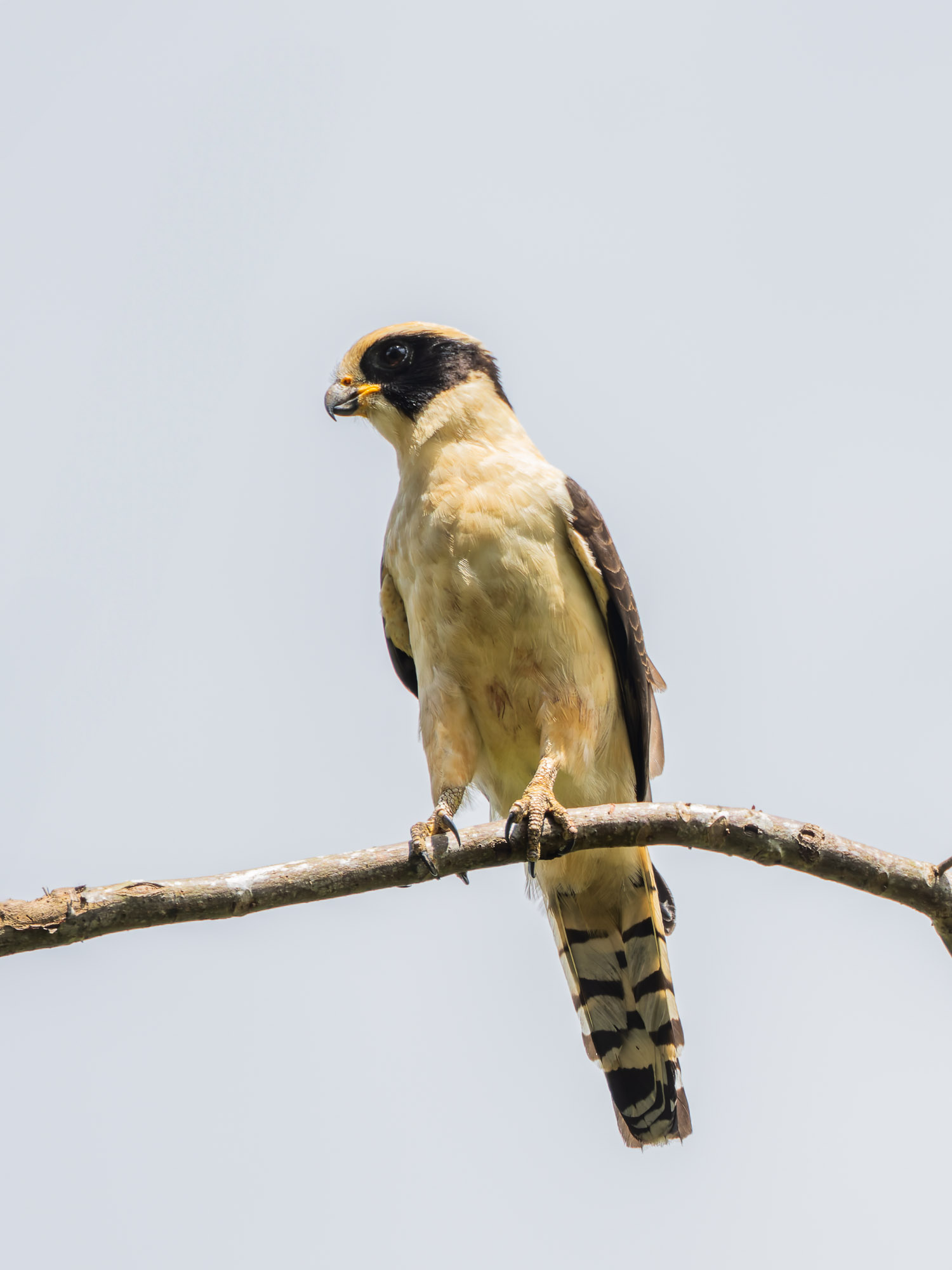 Laughing Falcons, Motmots and more…