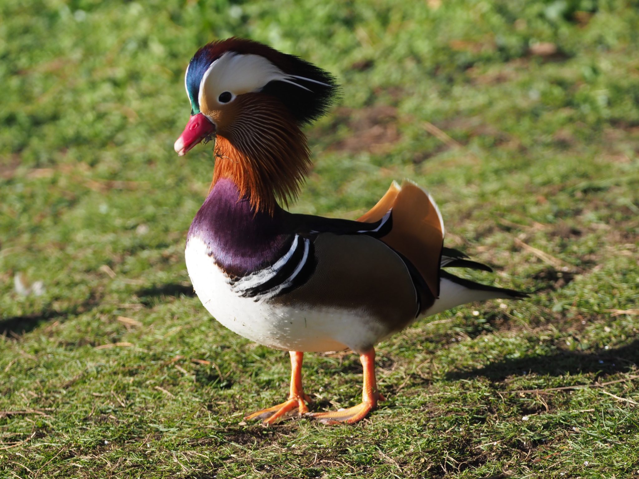 The Mandarin: a welcome exotic - 10,000 Birds