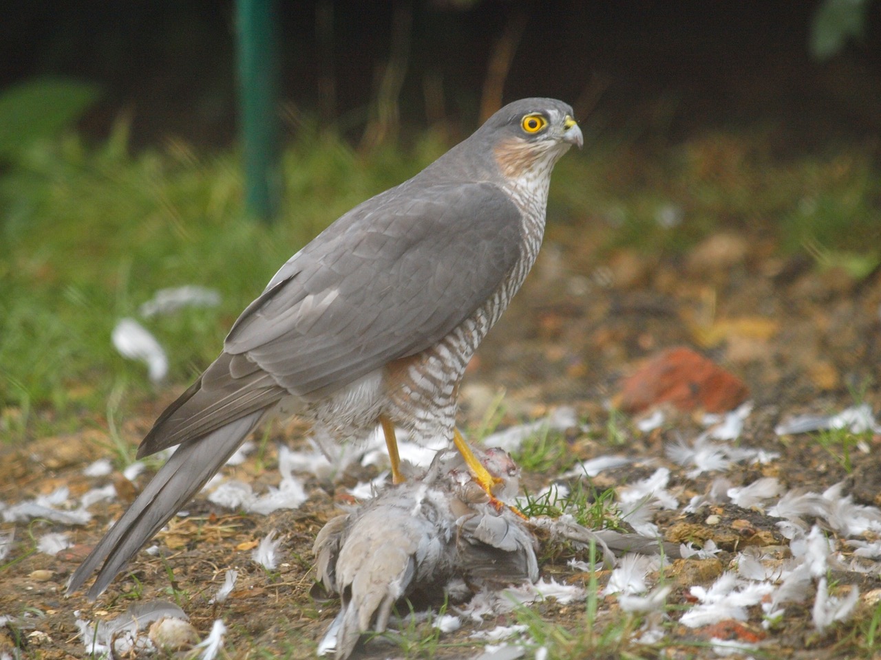 Sparrowhawk: The Killer In The Garden - 10,000 Birds