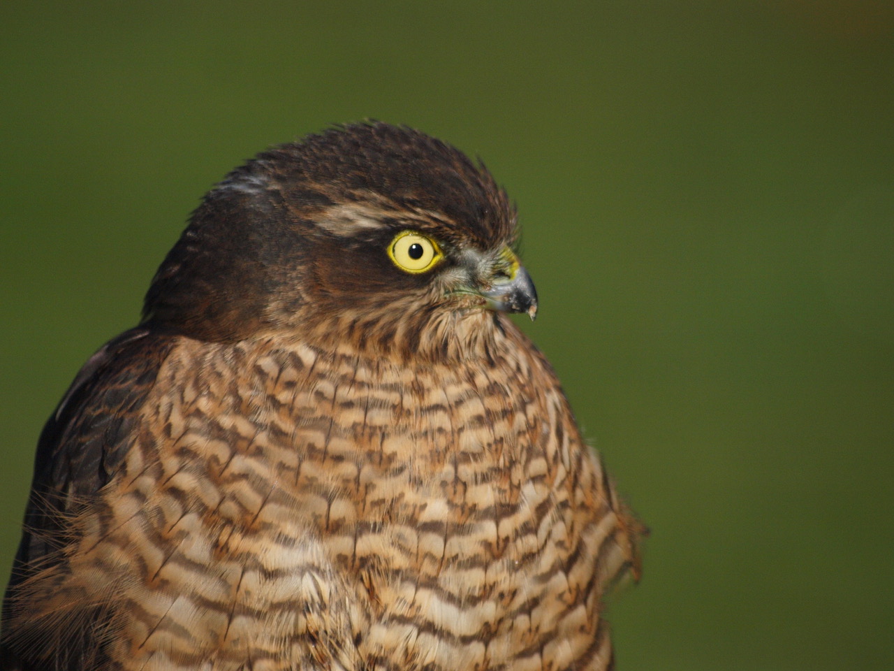 Sparrowhawk: The killer in the garden - 10,000 Birds