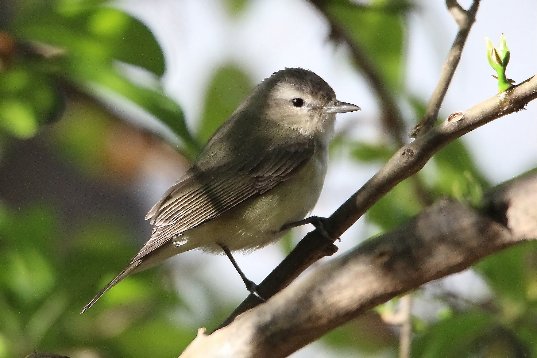 My Messy Birdy Garden - 10,000 Birds