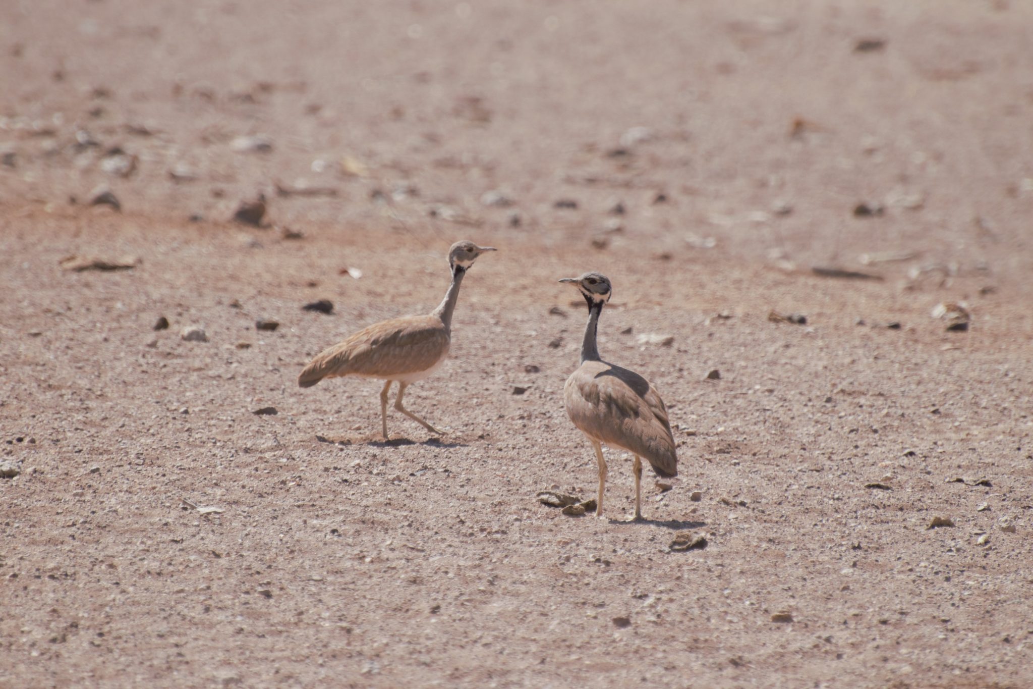 Namibia - 10,000 Birds