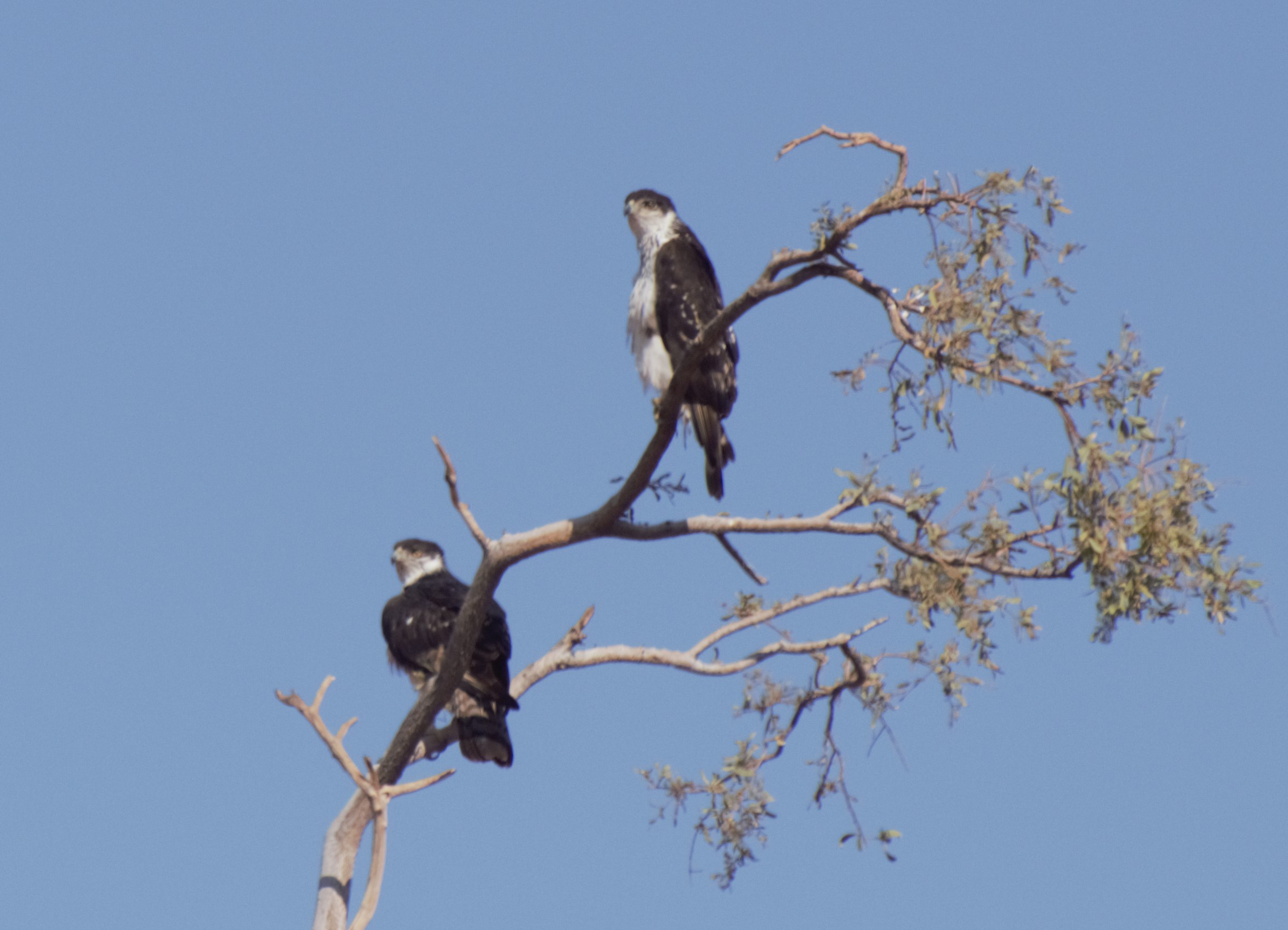 Namibia - 10,000 Birds