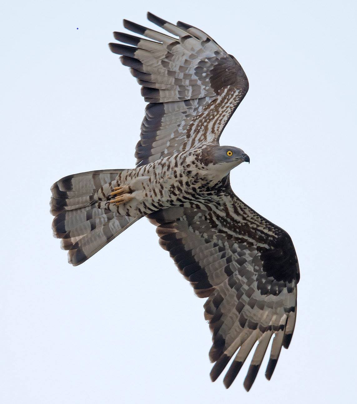 Honey Buzzards - 10,000 Birds