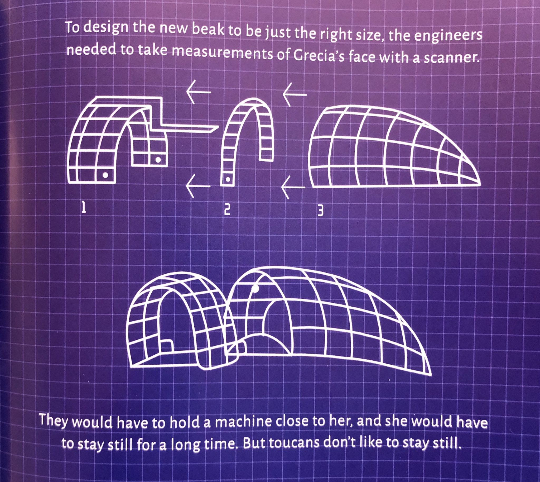 Building a Beak: A KidLit Bird Book Review - 10,000 Birds