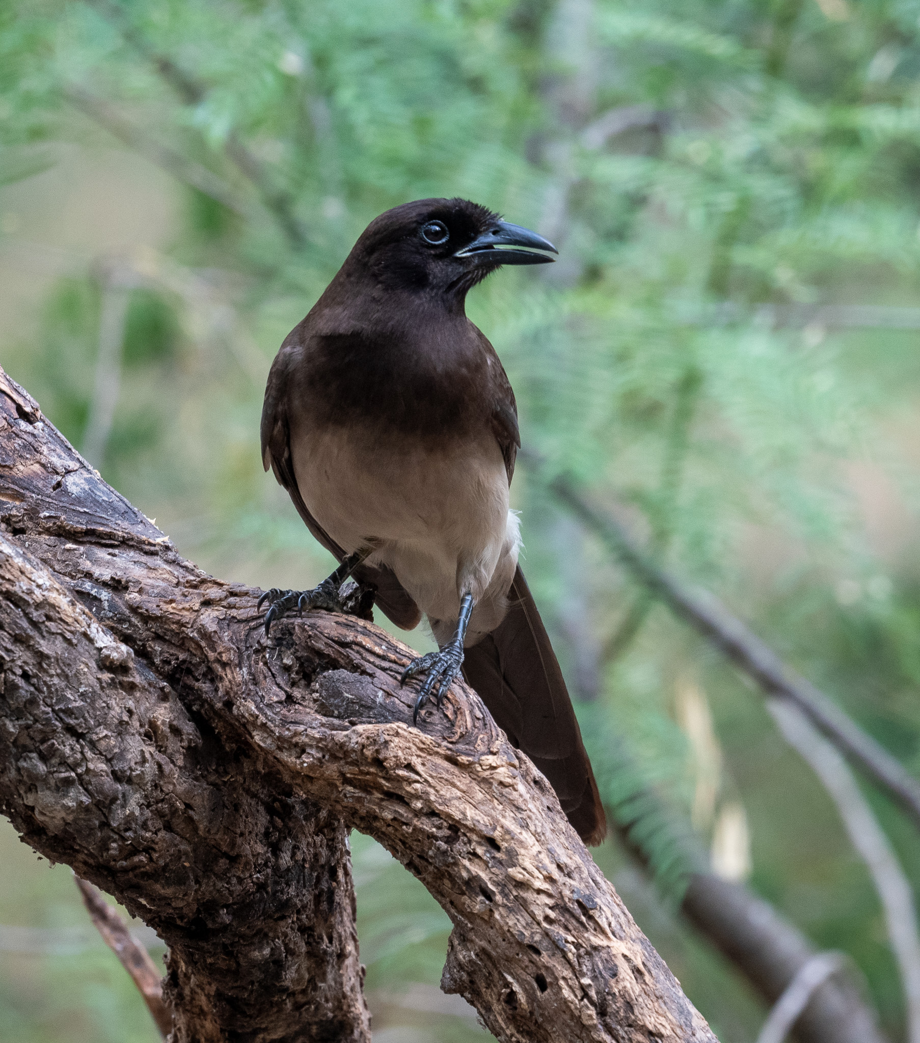 Springtime in the RGV - 10,000 Birds