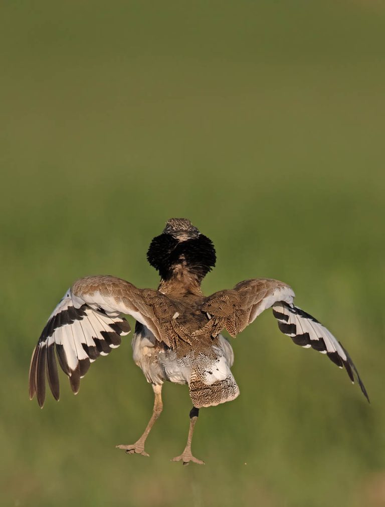 The Little Bustard - 10,000 Birds