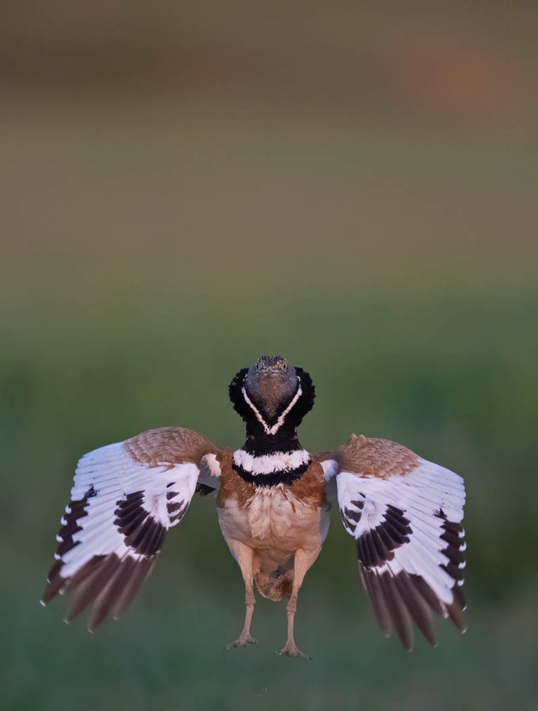 The Little Bustard - 10,000 Birds