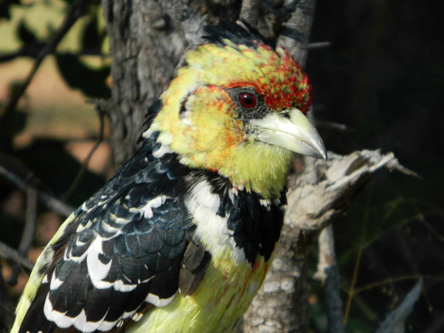 Birding Kruger National Park - Skukuza - 10,000 Birds