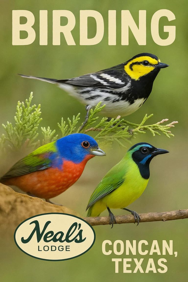 Birding Lodges of the World: Neal’s Lodges, Texas, USA - 10,000 Birds