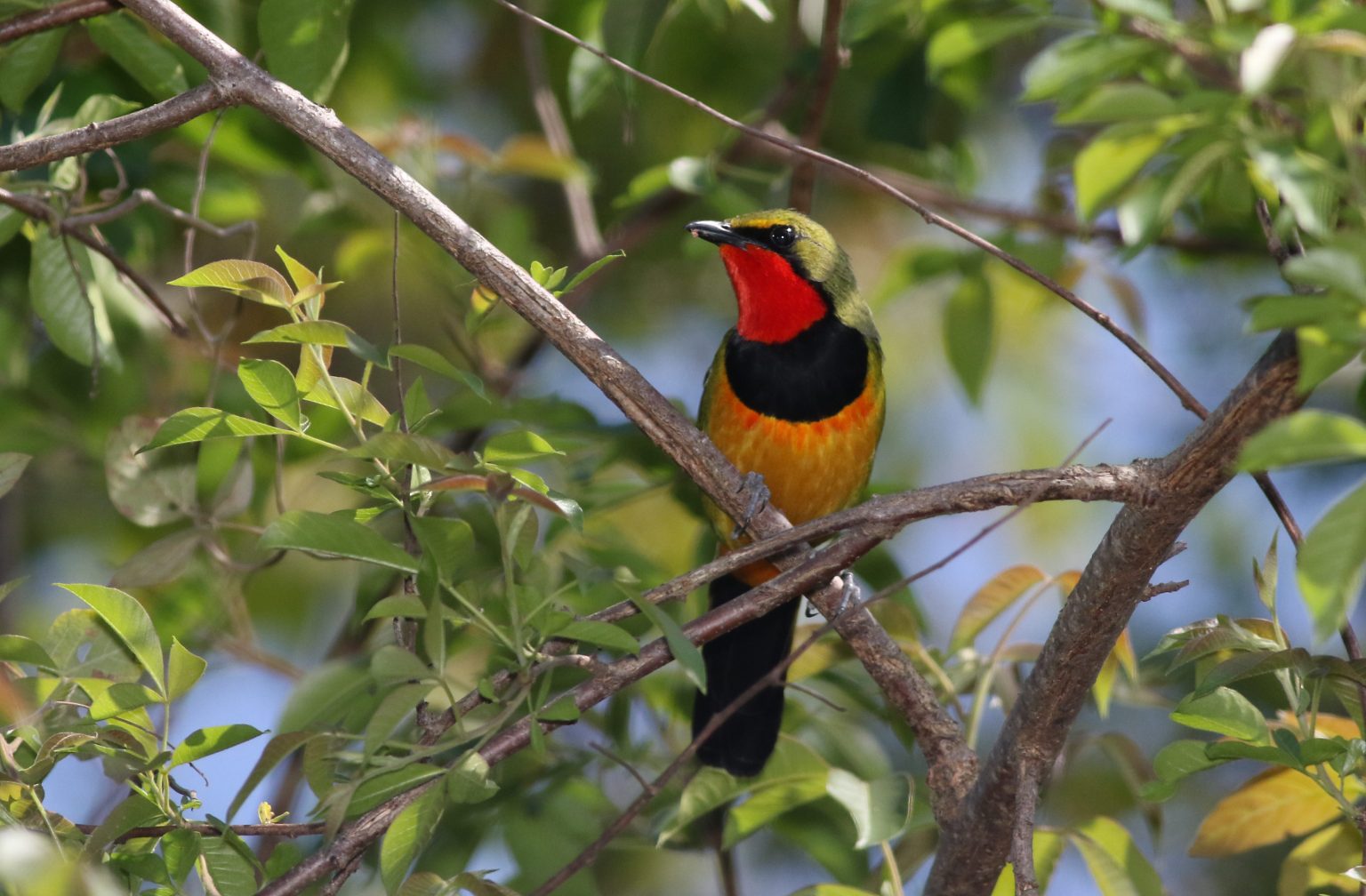 Top 10 Onomatopoeia - 10,000 Birds