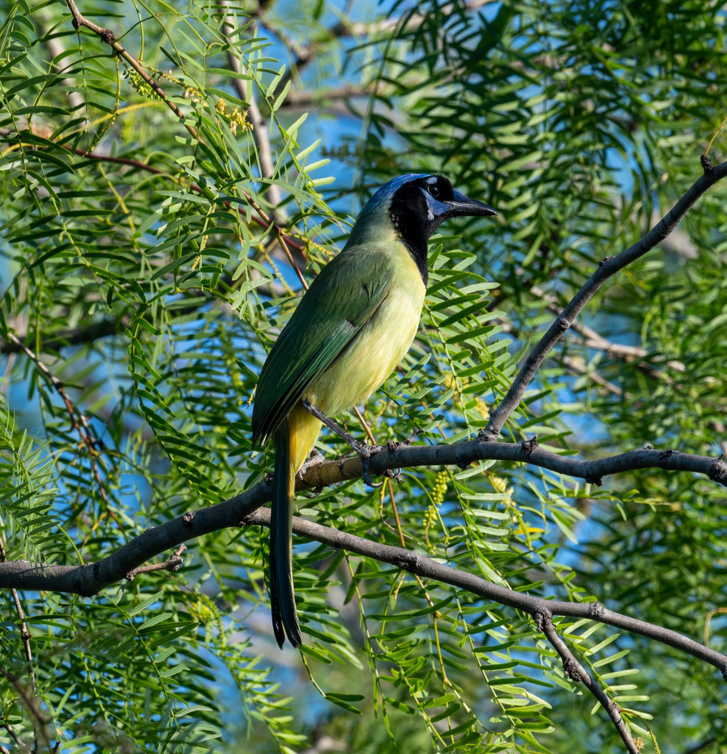 Springtime in the RGV - 10,000 Birds