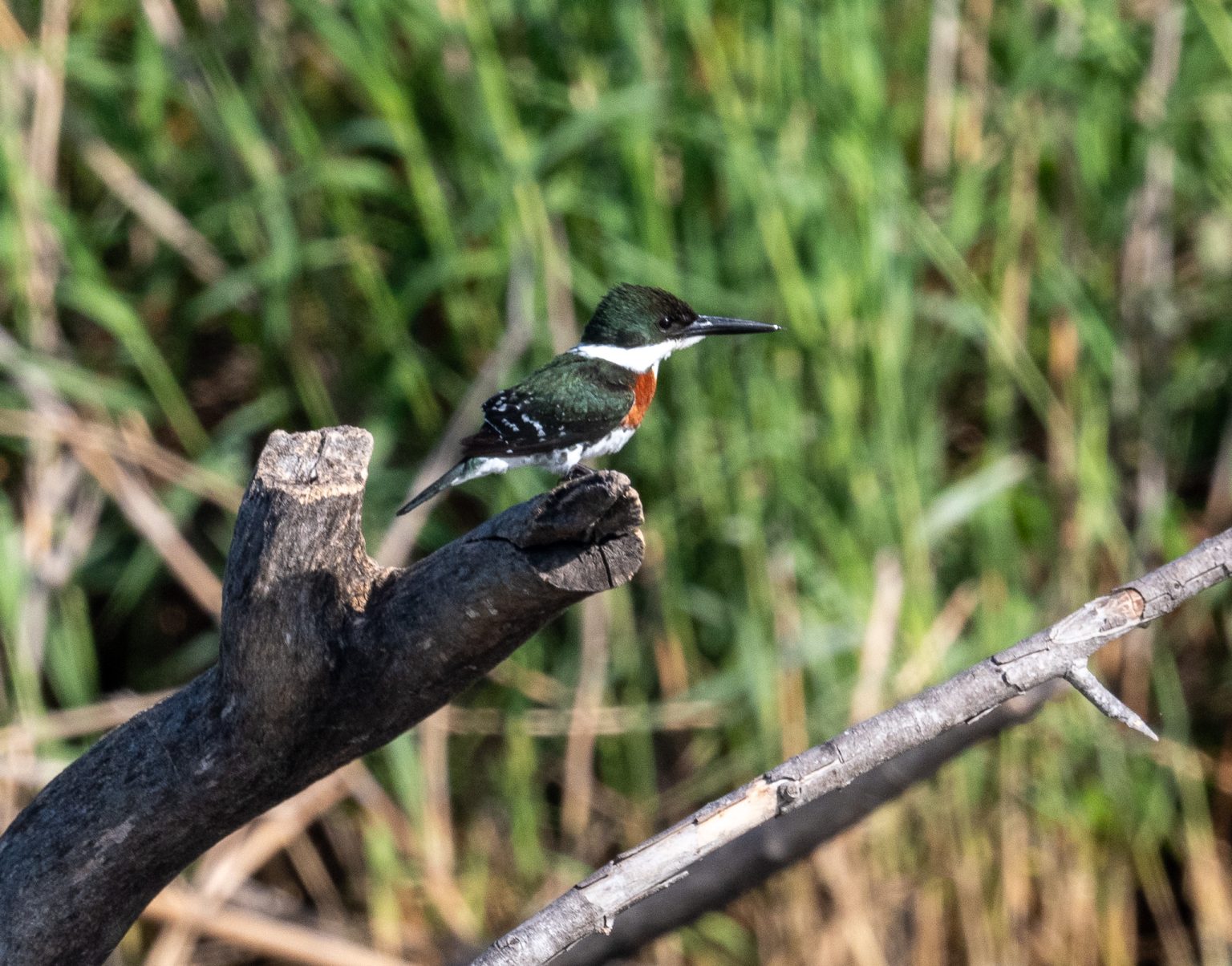 Springtime in the RGV - 10,000 Birds