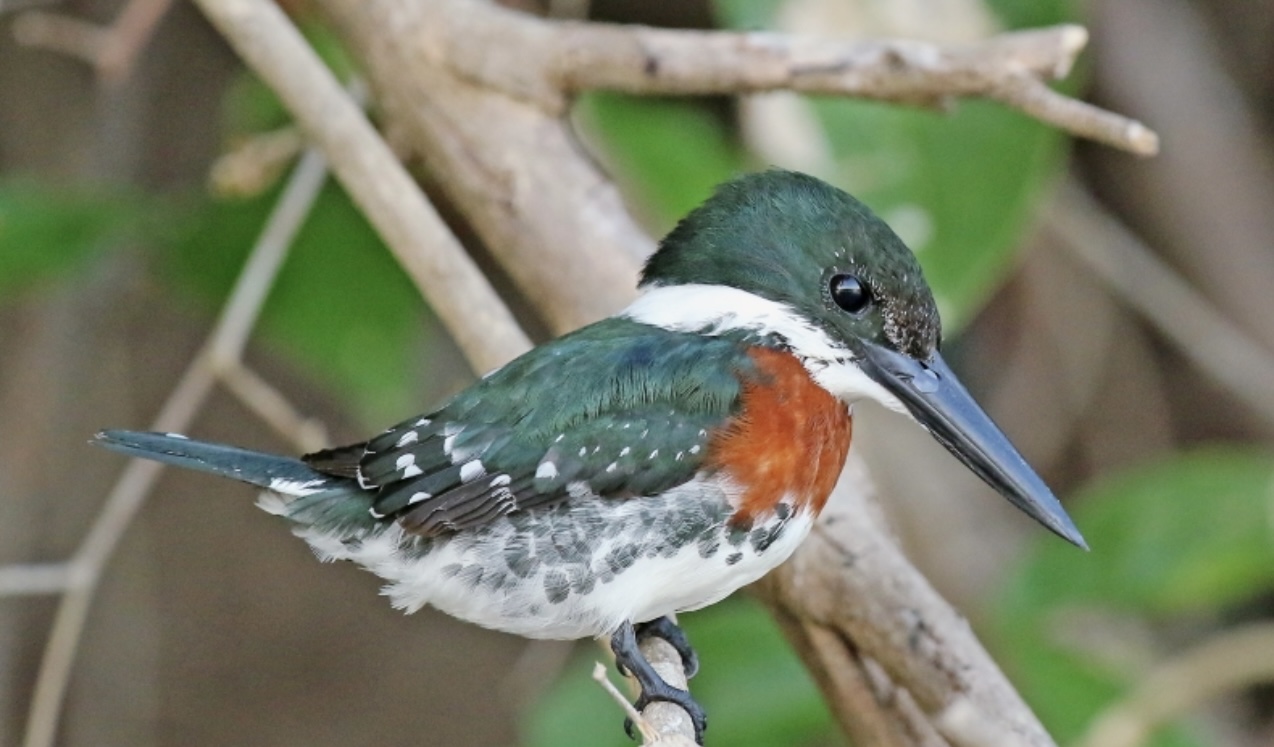 Birding Lodges of the World: Neal’s Lodges, Texas, USA - 10,000 Birds