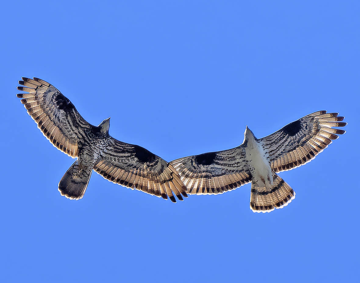 Honey Buzzards - 10,000 Birds