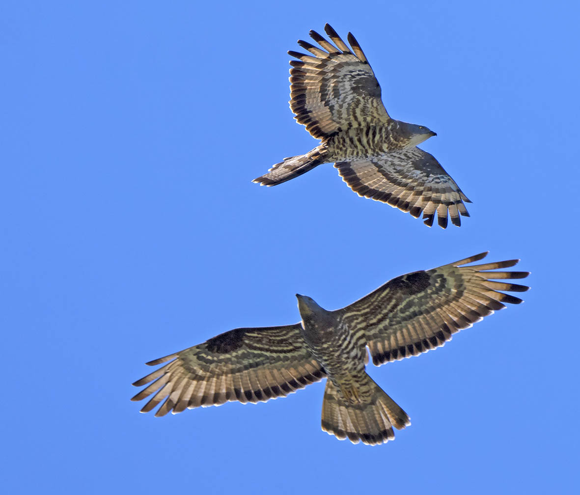 Honey Buzzards - 10,000 Birds