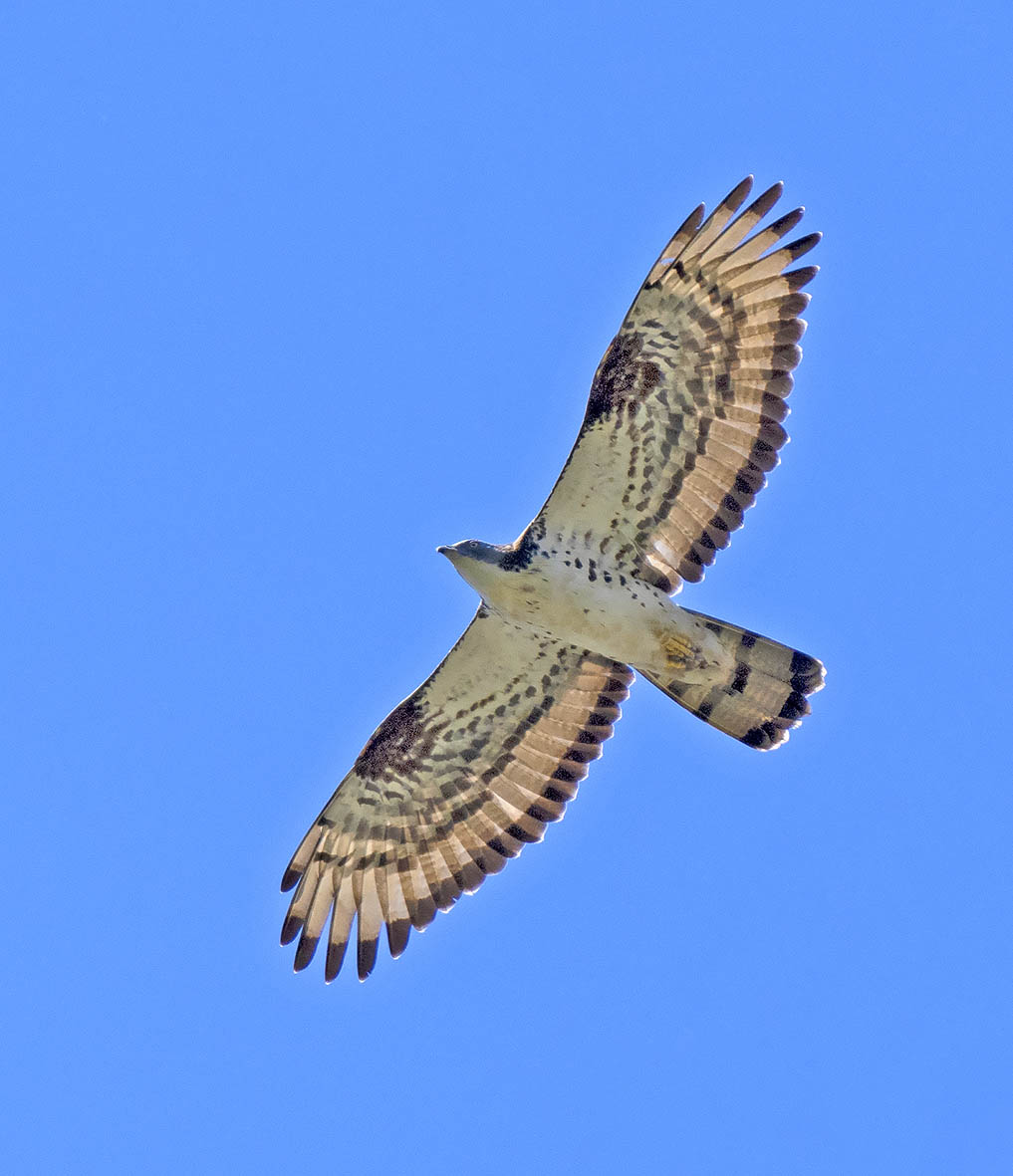 Honey Buzzards - 10,000 Birds