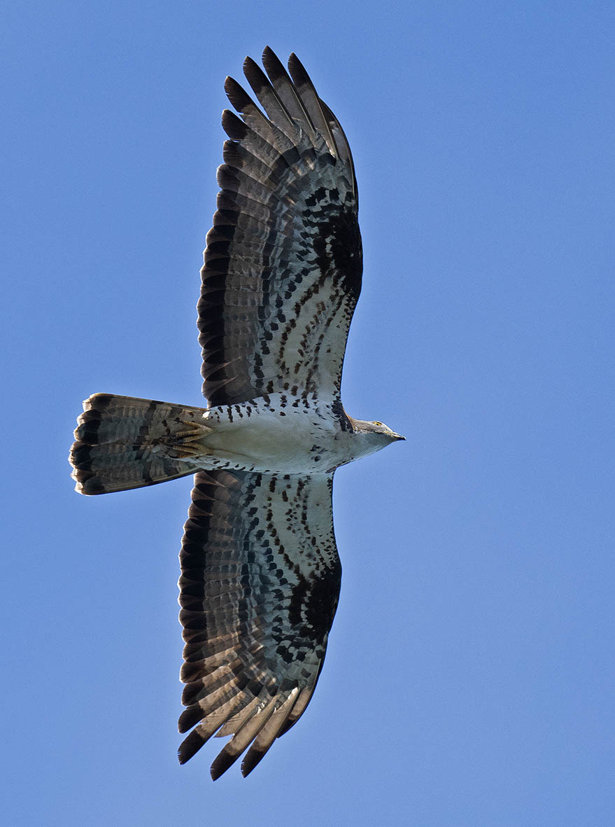 Honey Buzzards - 10,000 Birds