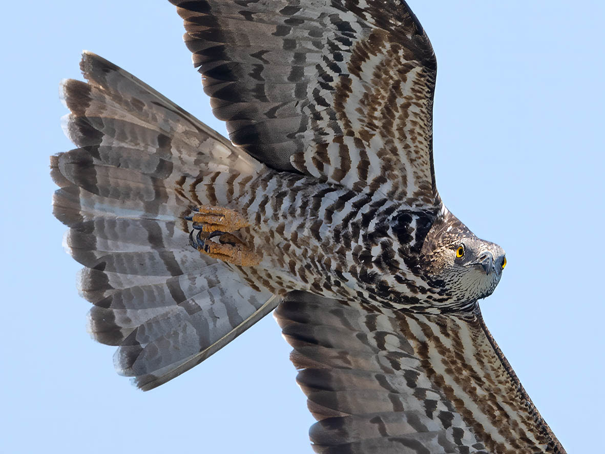 Honey Buzzards - 10,000 Birds