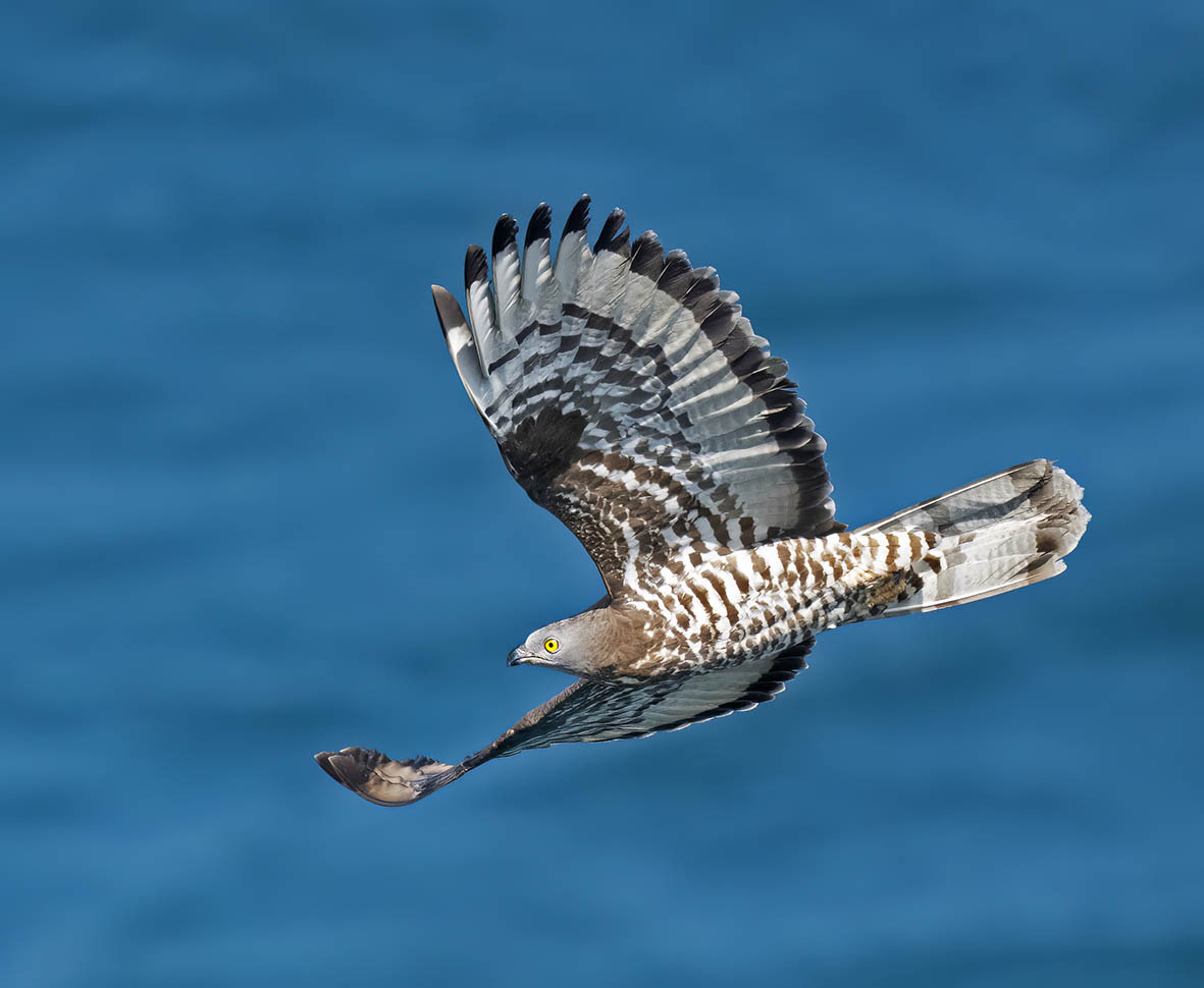Honey Buzzards - 10,000 Birds