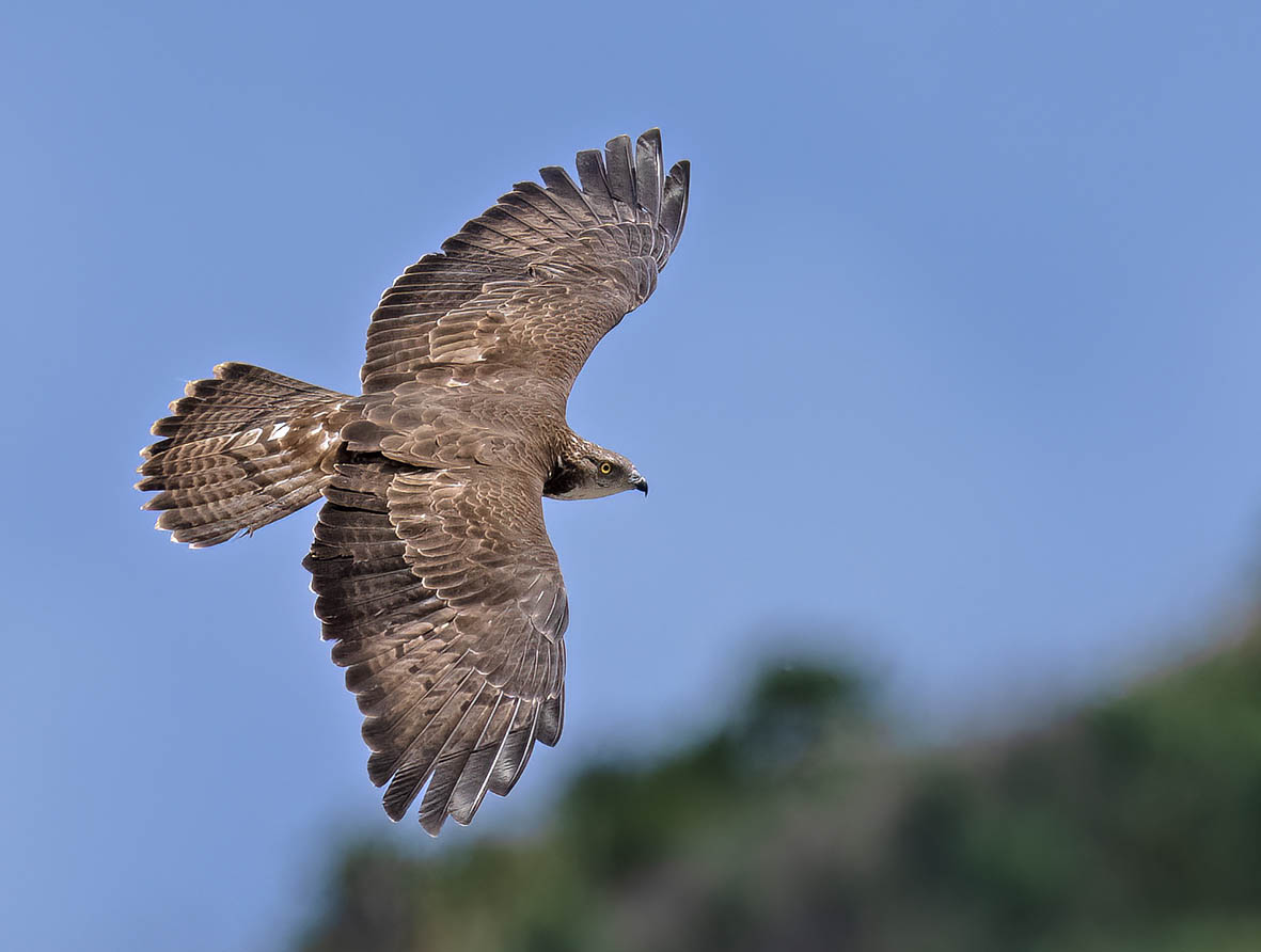 Honey Buzzards - 10,000 Birds